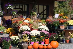 MSG Lawn Care | MSG Lawn Care